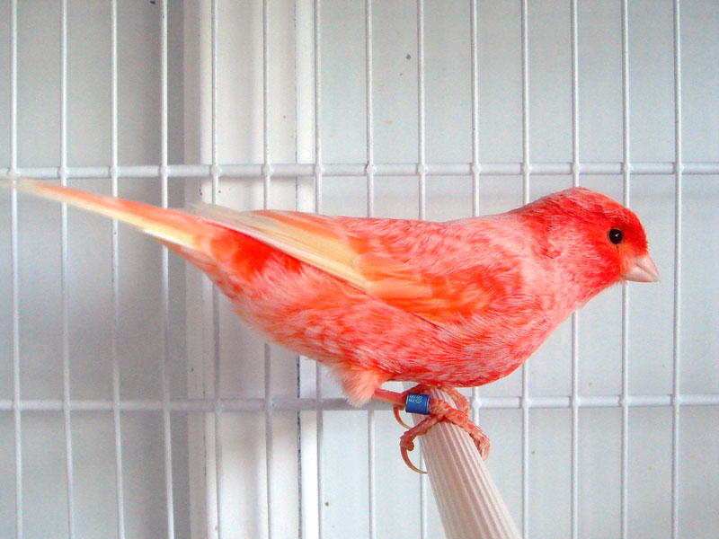 Canários de Cor - Melânica e Lipocrômica