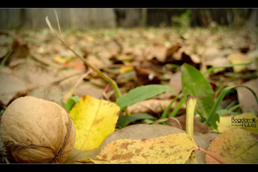 Cultura Livezii de NUC: Care este cantitatea de nuci recoltată de pe un ...