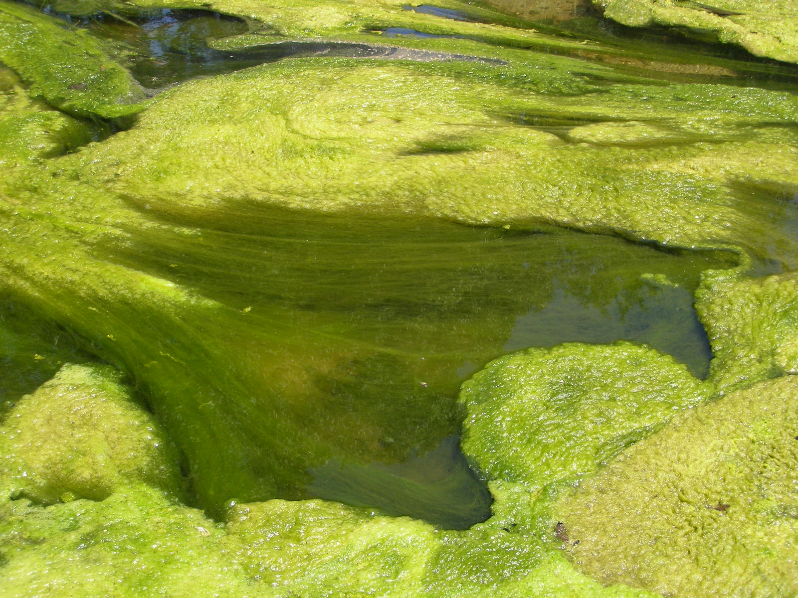 Ephemeral Curios: Freshwater algae