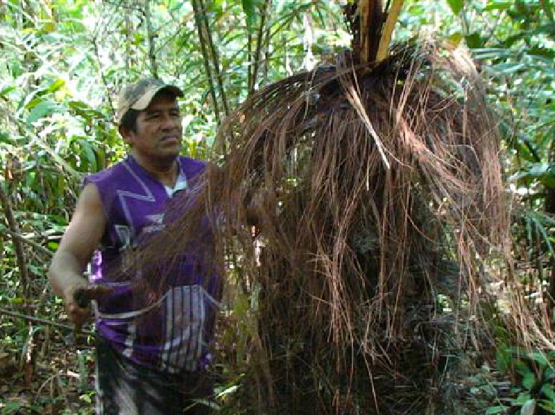 Língua Portuguesa: perguntas e respostas!: .piaçaba ou piaçava?