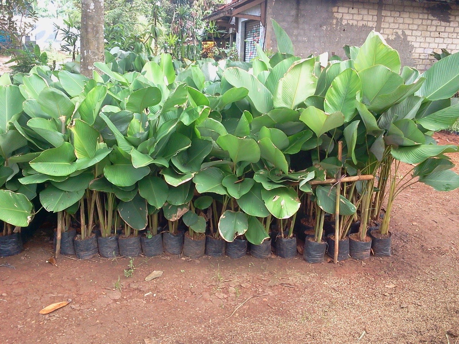 14+ Jenis Tanaman Hias Talas