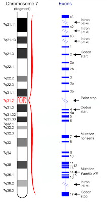 Banque de documents pour les SVT du lycée: Le gène FOXP2 et l ...