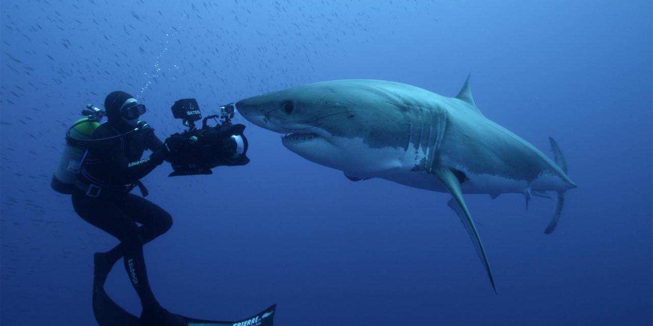 TV with Thinus: Blue Planet II to start on BBC Earth on DStv on Sunday ...