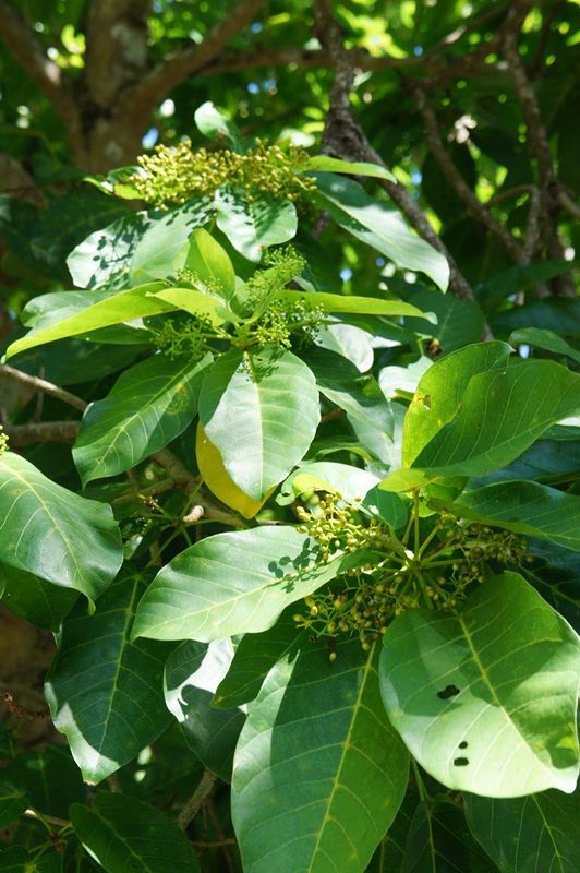 OUR PHILIPPINE TREES: The Boholano Banilad