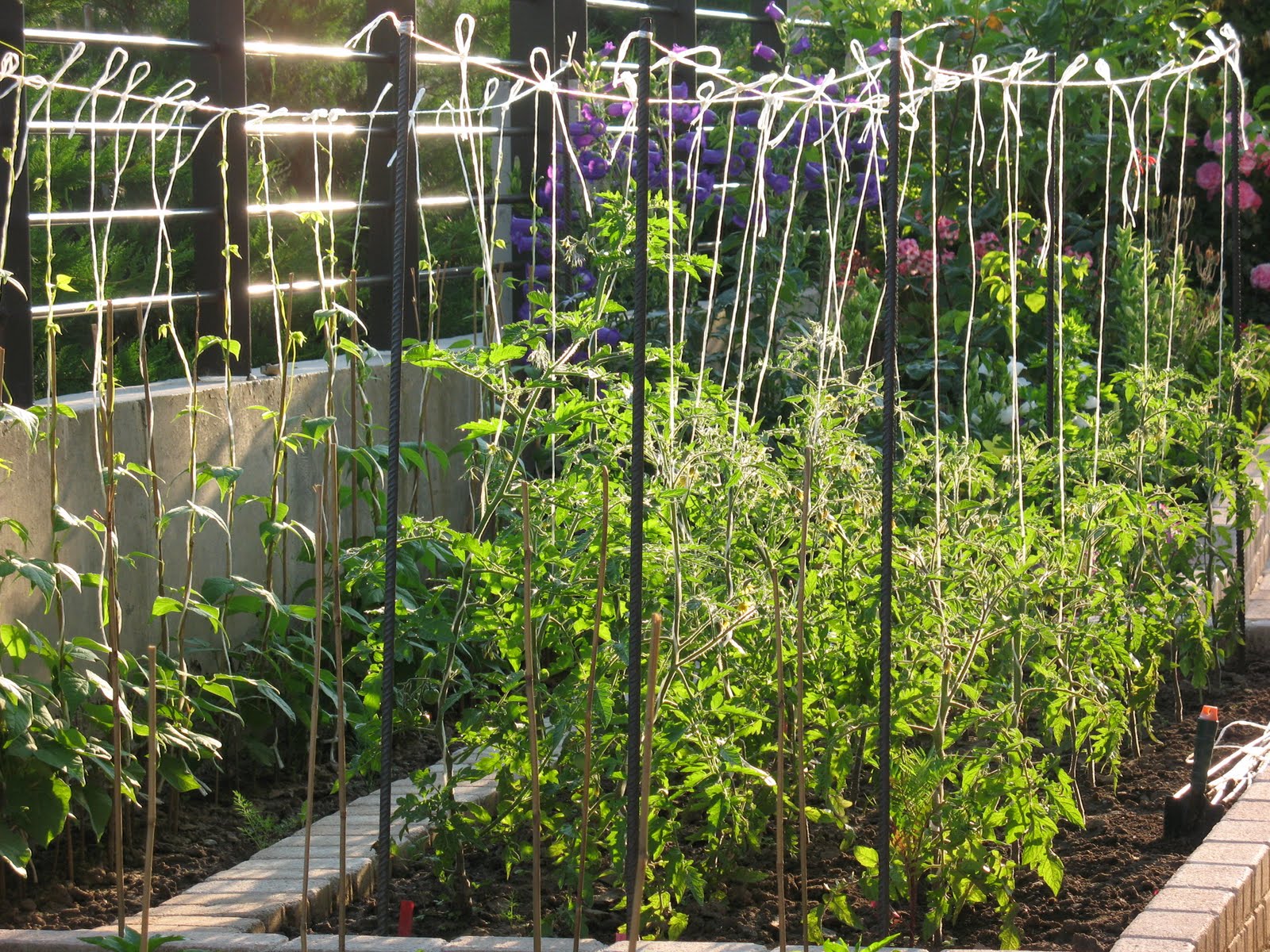 Jurnal de gradina: Rosii pe sfori