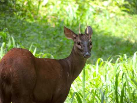 PLAAN : VENADO COLORADO - Mazama Americana