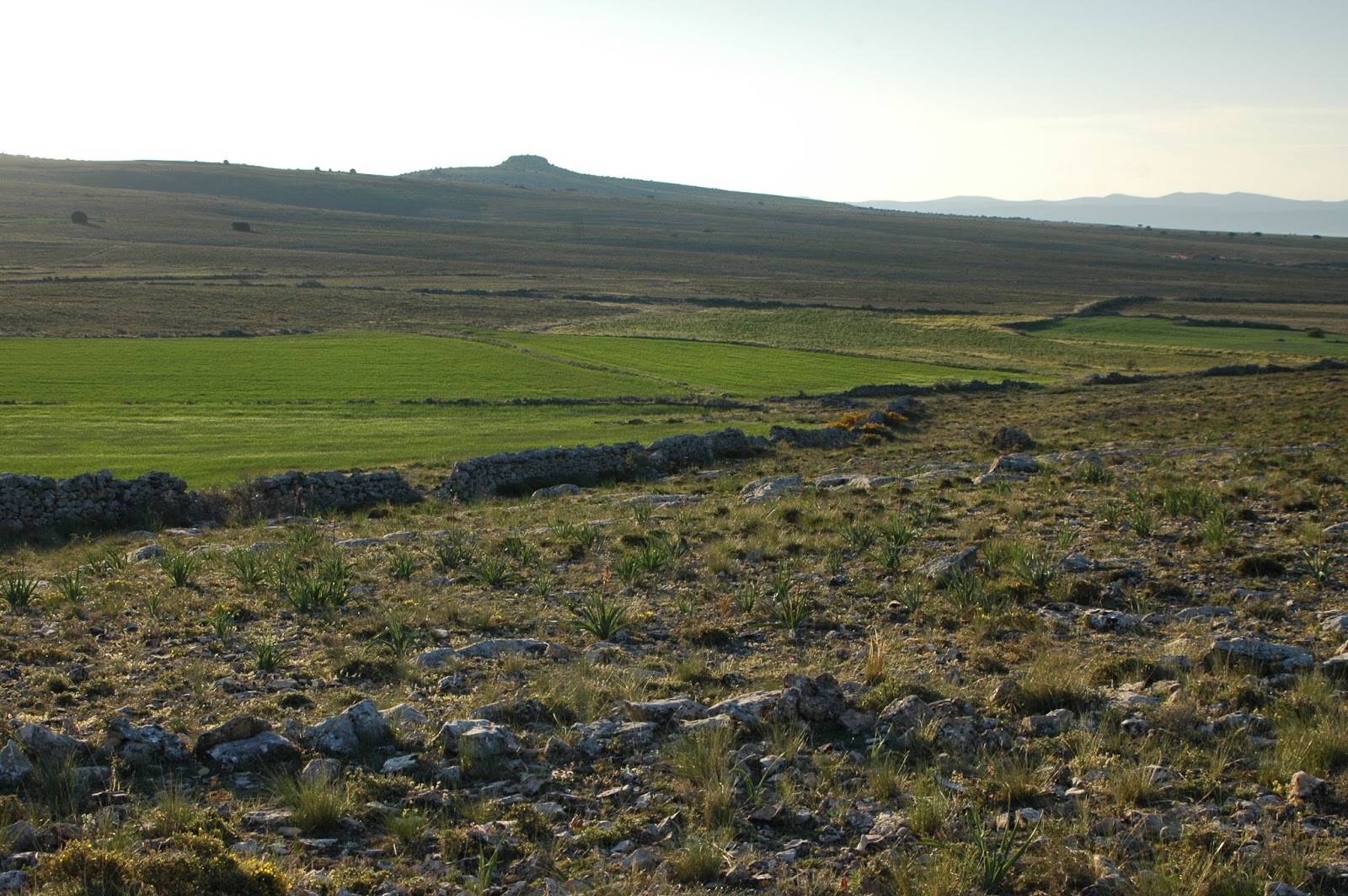 Natura Xilocae: VENTE A LA PARAMERA DE BLANCAS CON EL CEJ