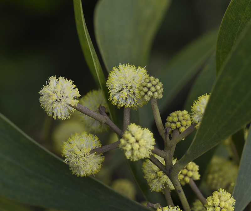 Paseos por la naturaleza: Acacia melanoxylon. Acacia negra.