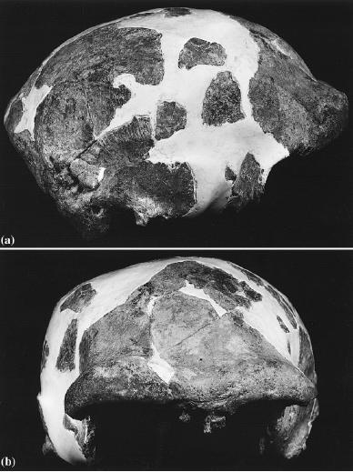 Dirk Drubbel: De weg naar Homo sapiens (deel 6 : De Homo heidelbergensis)