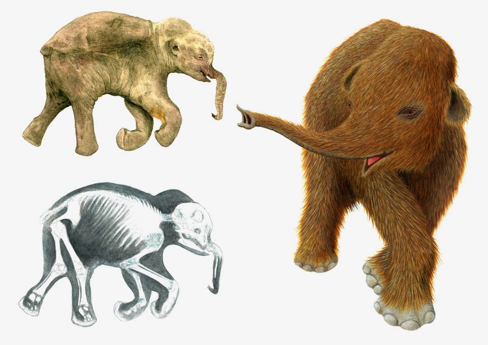 "Lyuba" (Mammuthus primigenius) - Daniel Roig Núñez