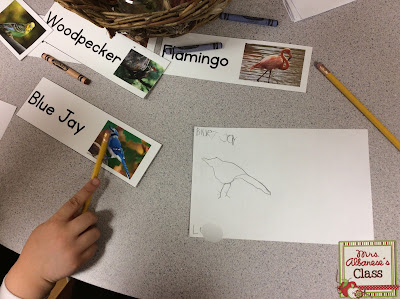 Our Bird Inquiry | Mrs. Albanese's Kindergarten Class