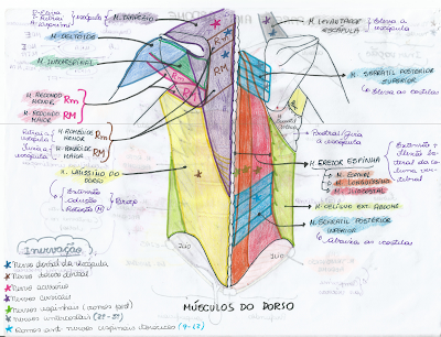 Rabiscos Infundados: Músculos do Dorso
