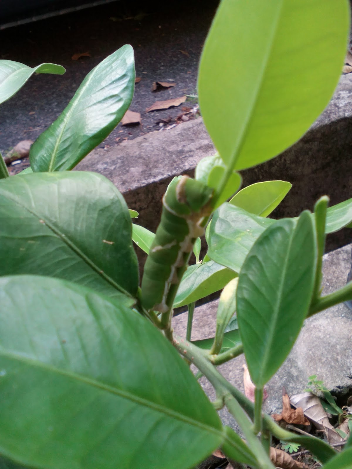 My AGRI LOG: PEMERHATIAN MENGENAI KITARAN HIDUP RAMA-RAMA CHEQUERED ...