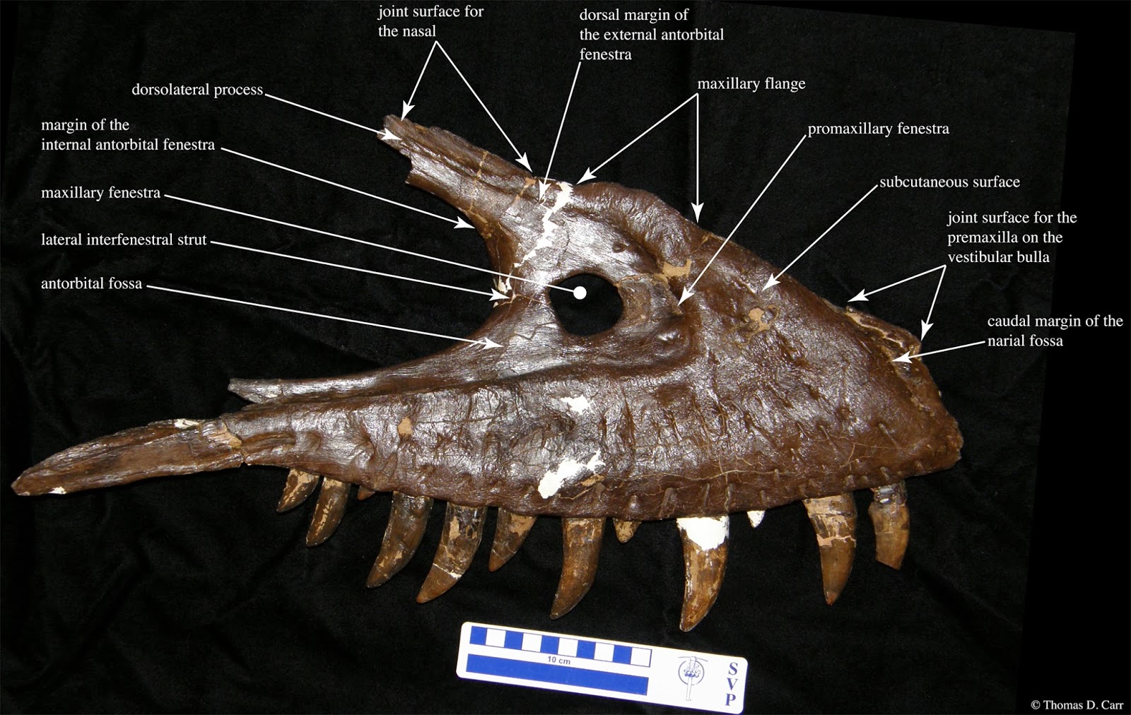 Tyrannosauroidea central: December 2013