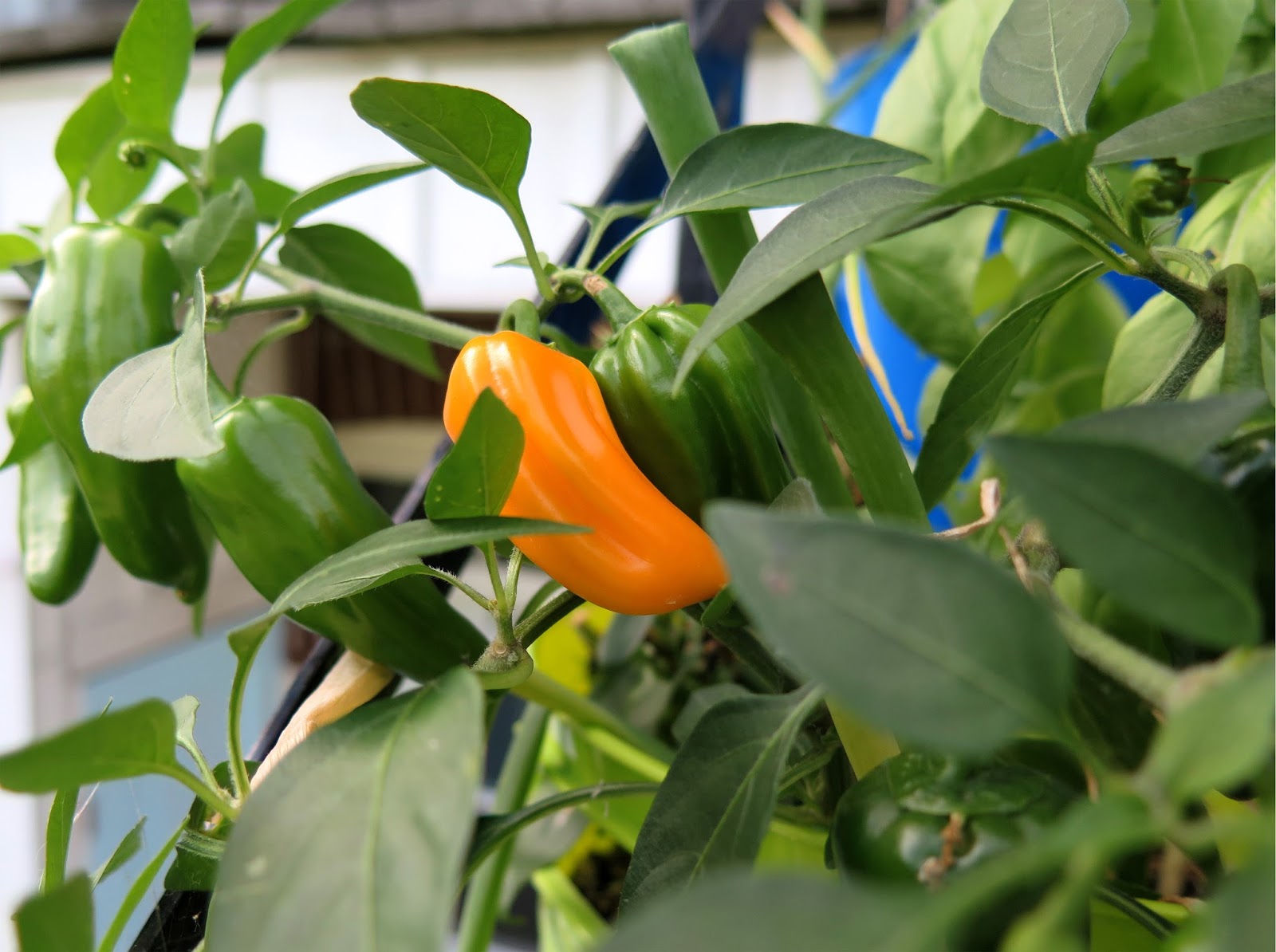 Sweet Tea, Soft Skeins: How to dry hot peppers on a string