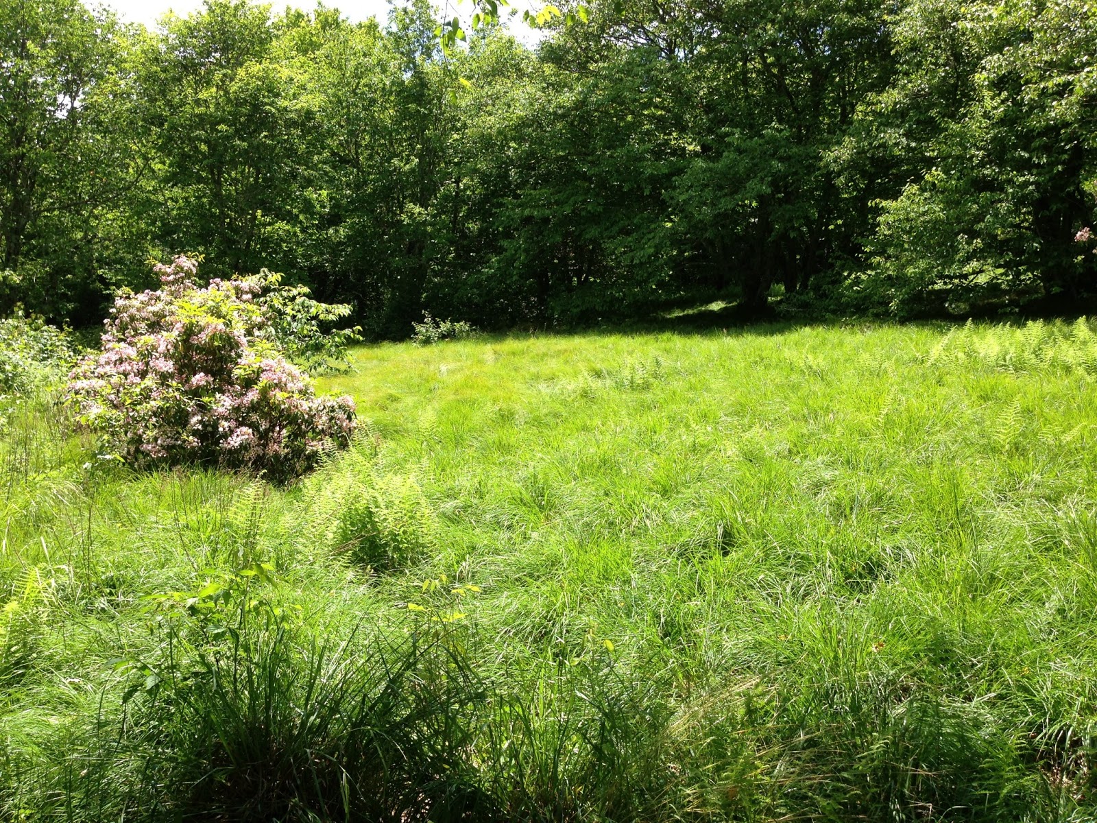 Hiking the Appalachian Balds: Spence Field