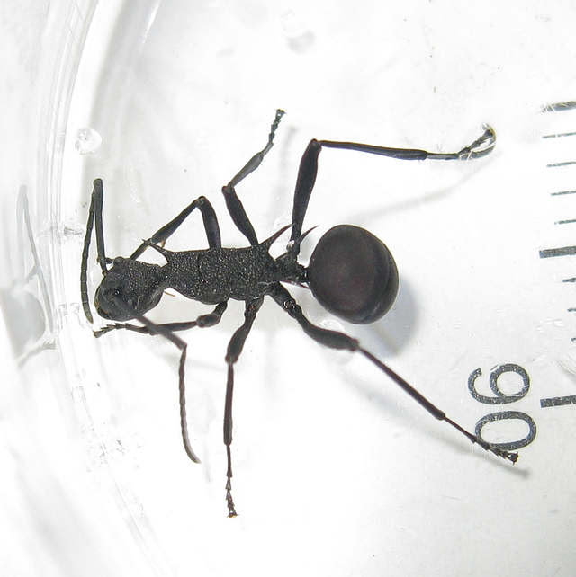 Photos and Info on Ants and Termites of Malaysia: Polyrhachis armata