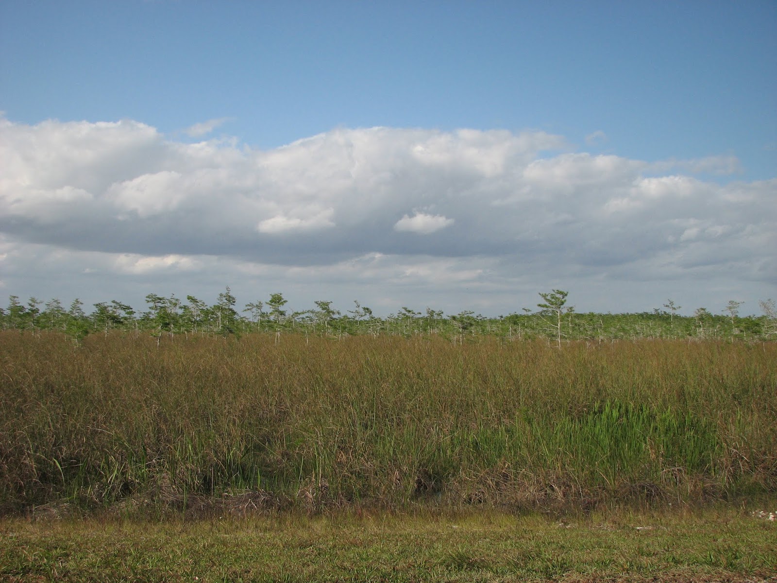 JessStryker.com: Everglades National Park 2 - Flora