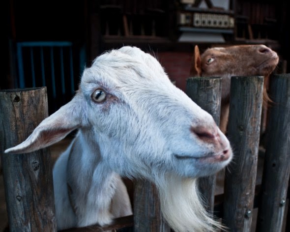 Unimaginable Facts: Goats have rectangular pupils