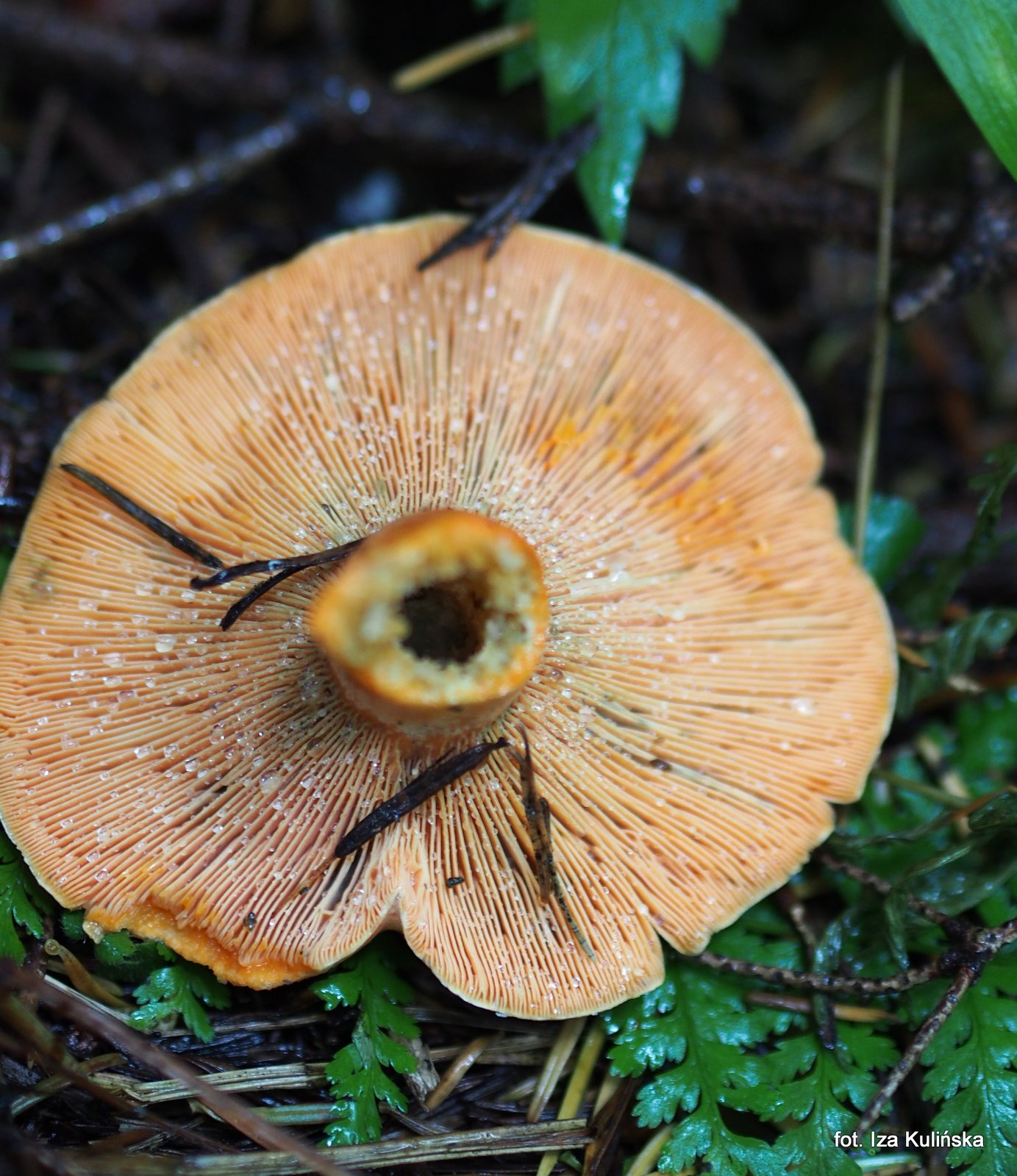 Rydze - mleczaj rydz, mleczaj jodłowy, mleczaj świerkowy | Smaczna Pyza