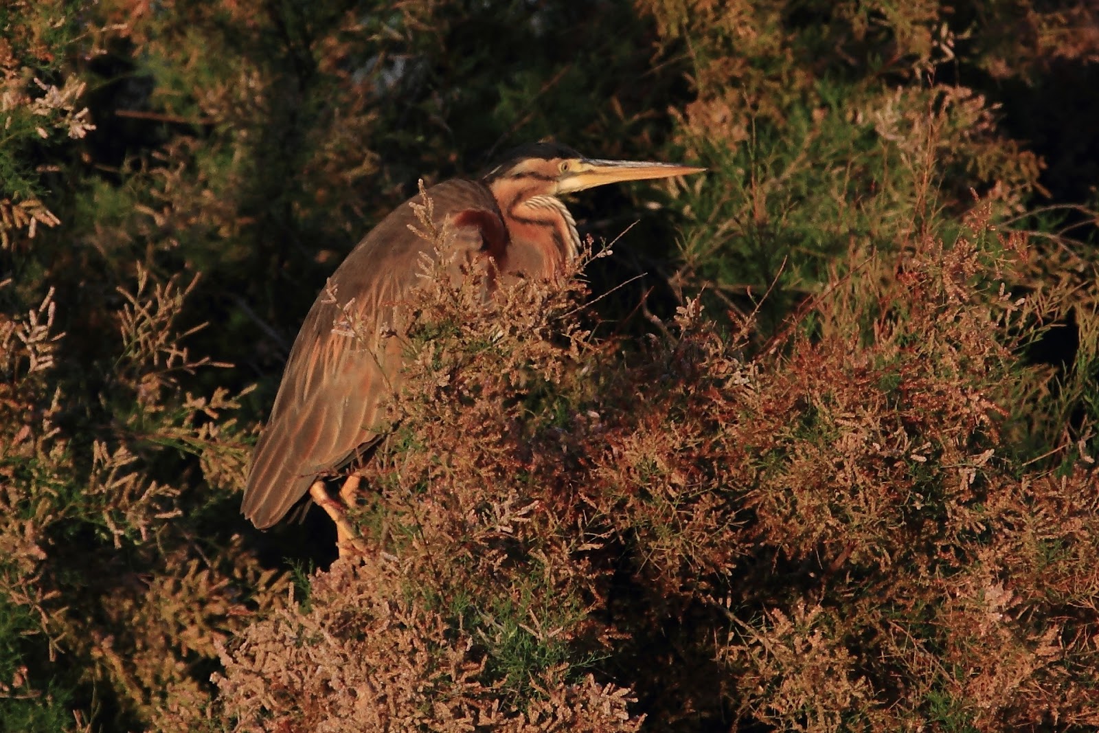 Fotografía y Naturaleza en Doñana: Garza imperial (Ardea purpurea)