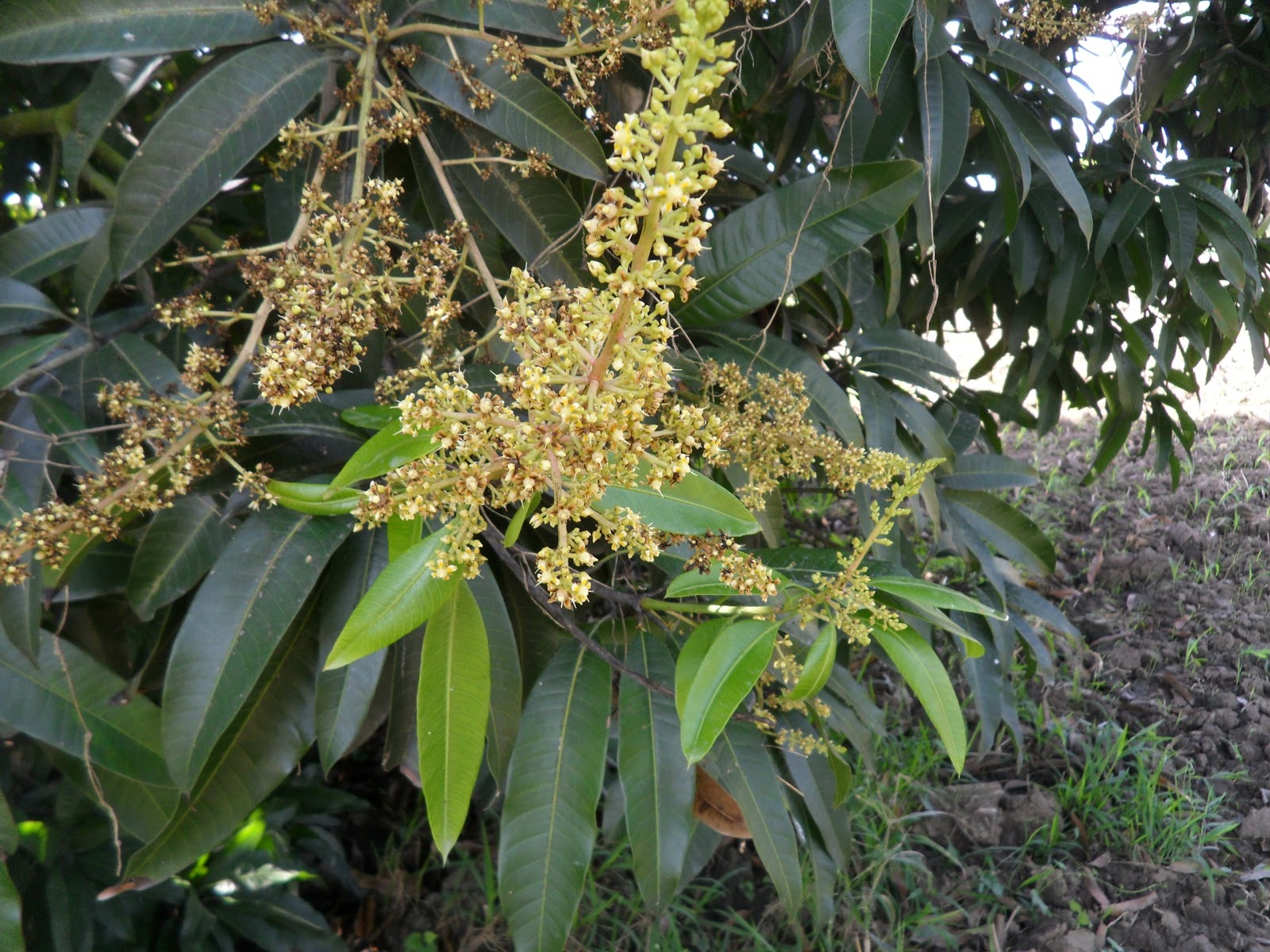 Growing Corn and Flowering Mangoes Development.