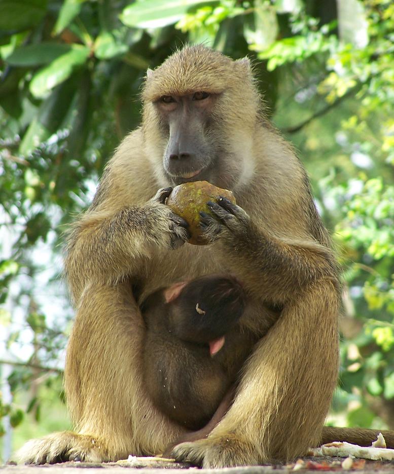 Baboon-Yellow-Papio Cynocephalus