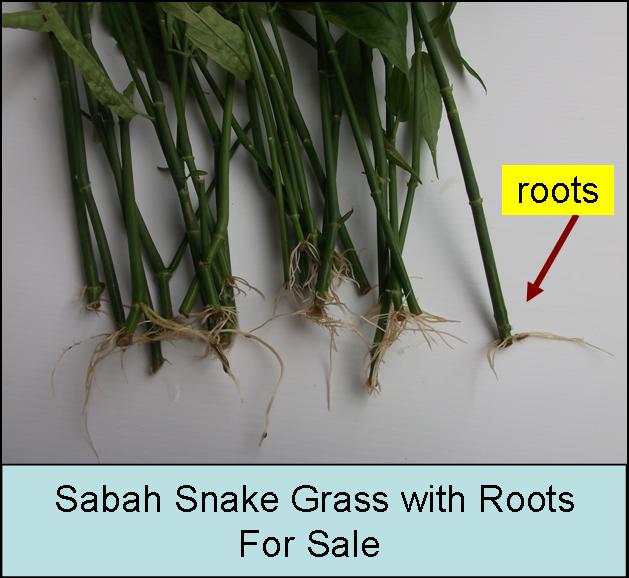 Sabah Snake Grass Dealer Singapore: Fresh Sabah Snake Grass 优遁草 for ...