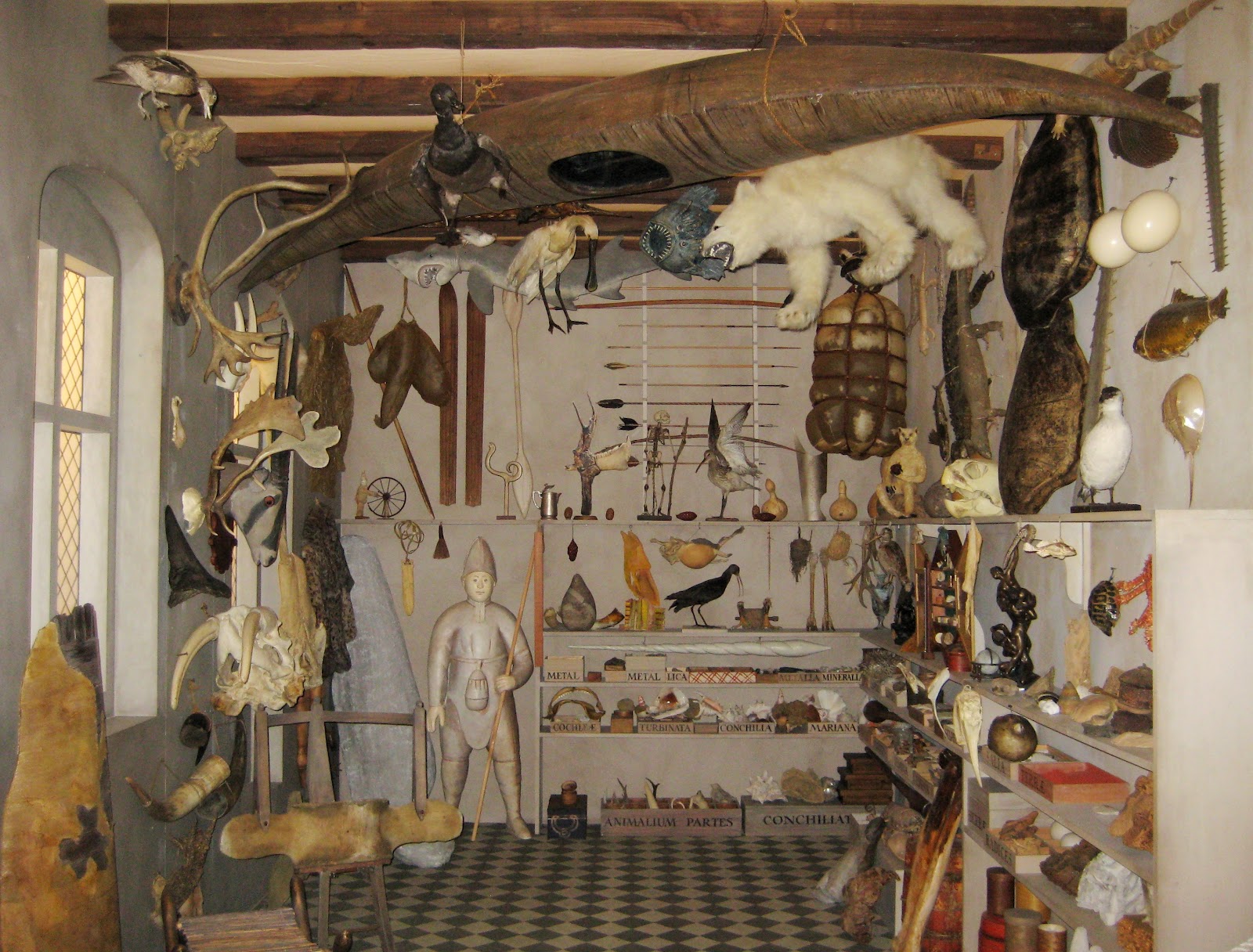 det hvide c: Museum Wormianum