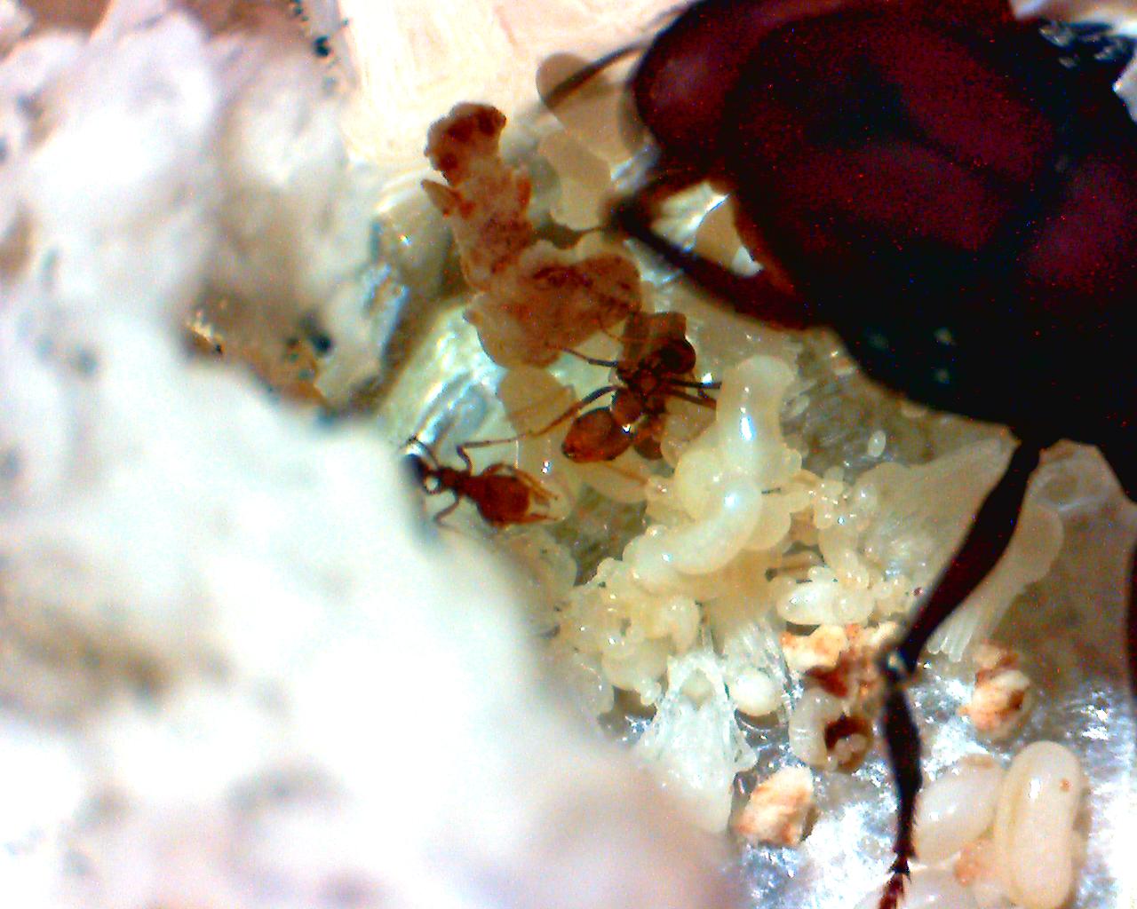 Adoro Formigas: Atta - Fotos de rotina - As primeiras operárias!