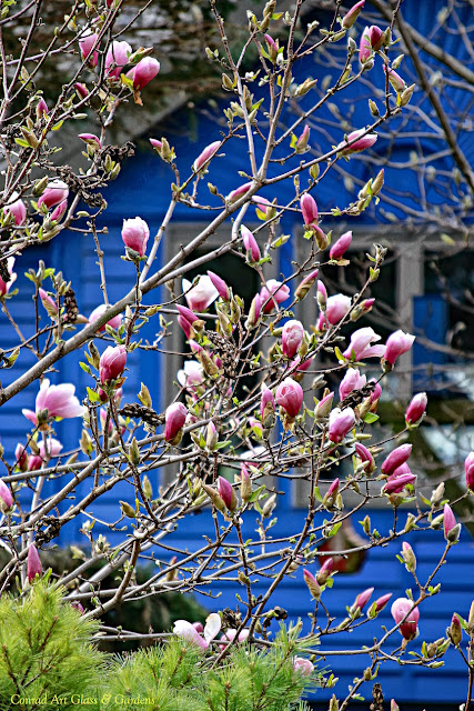 Conrad Art Glass & Gardens: The beginning of magnolia season....