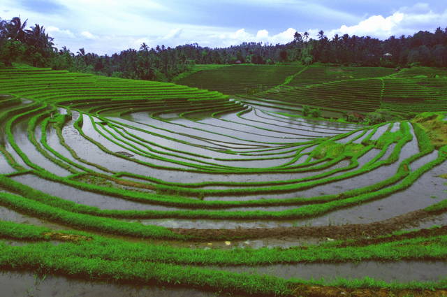 Balinese traditional irrigation system - Subak ~ Bali Go Travels