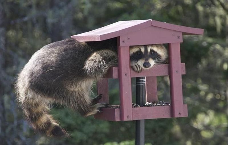 Funny animals of the week - 29 June 2012 (45 pics) | Amazing Creatures