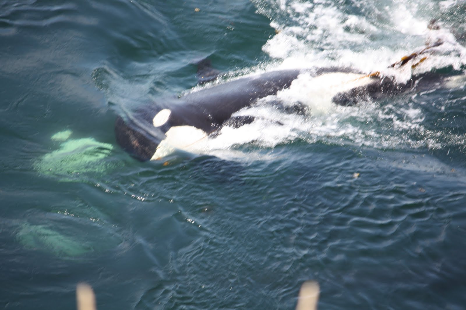 AnimalKind: Whale Hugs!