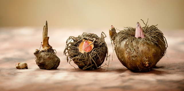 eMeconeMe: The Konjac Sponge Co, my Experience.