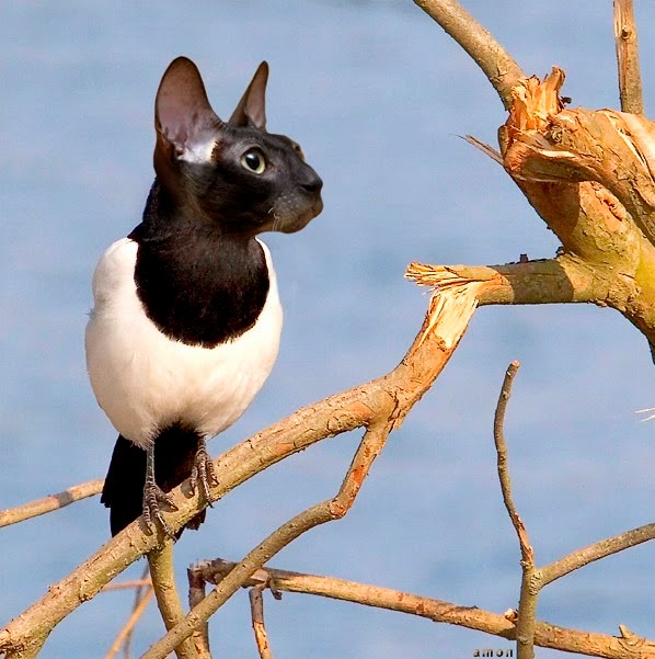 Gradina zoologică din Cernobil. Animale postapocaliptice | Imaginarium