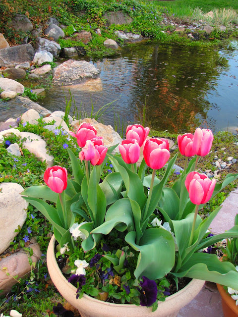 Russ' landscaping and gardening tips: Potted tulips