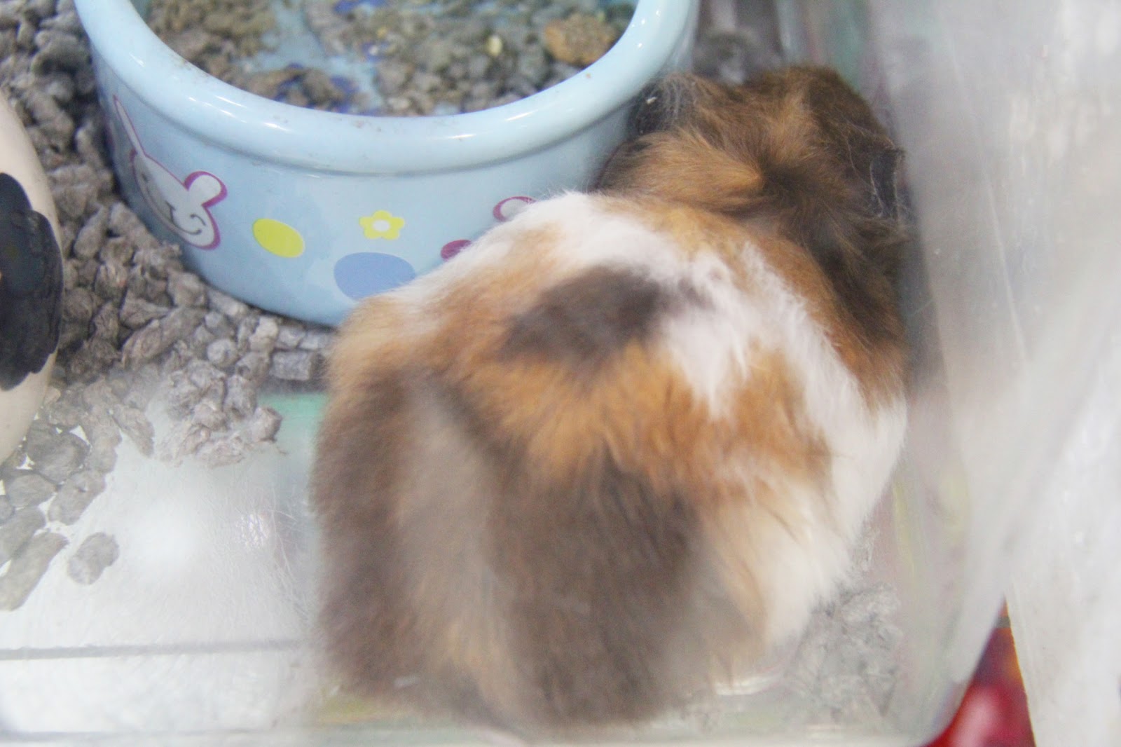 Natural PawPals: Cherimoya the Calico (aka Tortoiseshell Banded) Syrian ...