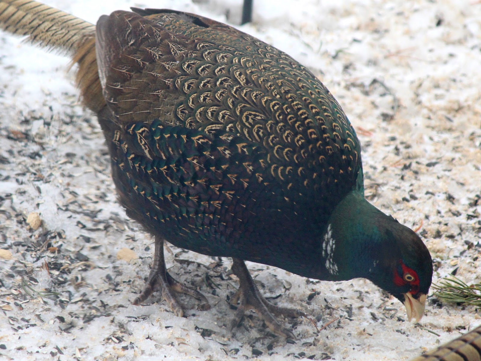 Dispatches from Can of Duck: Melanistic Pheasants