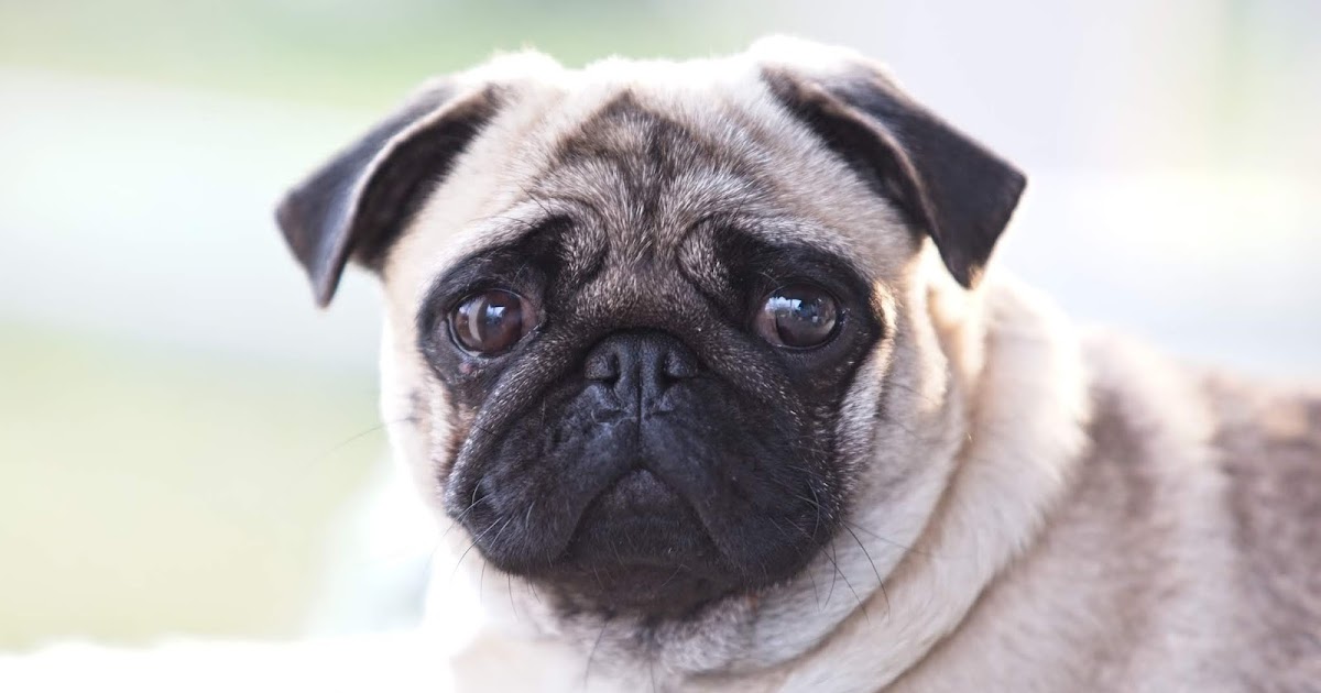 AGOXA FCI: Mops jesiennie