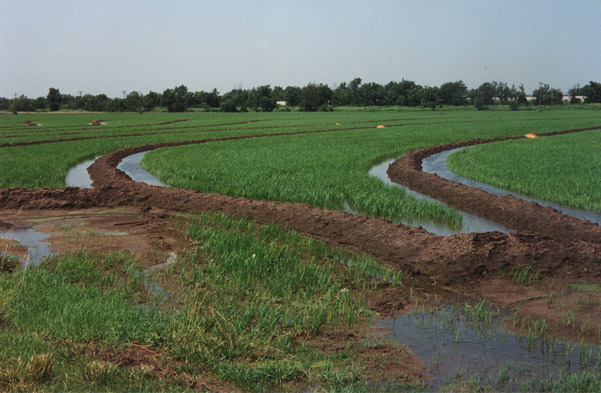 Arkansas Rice | Make Me Hungry