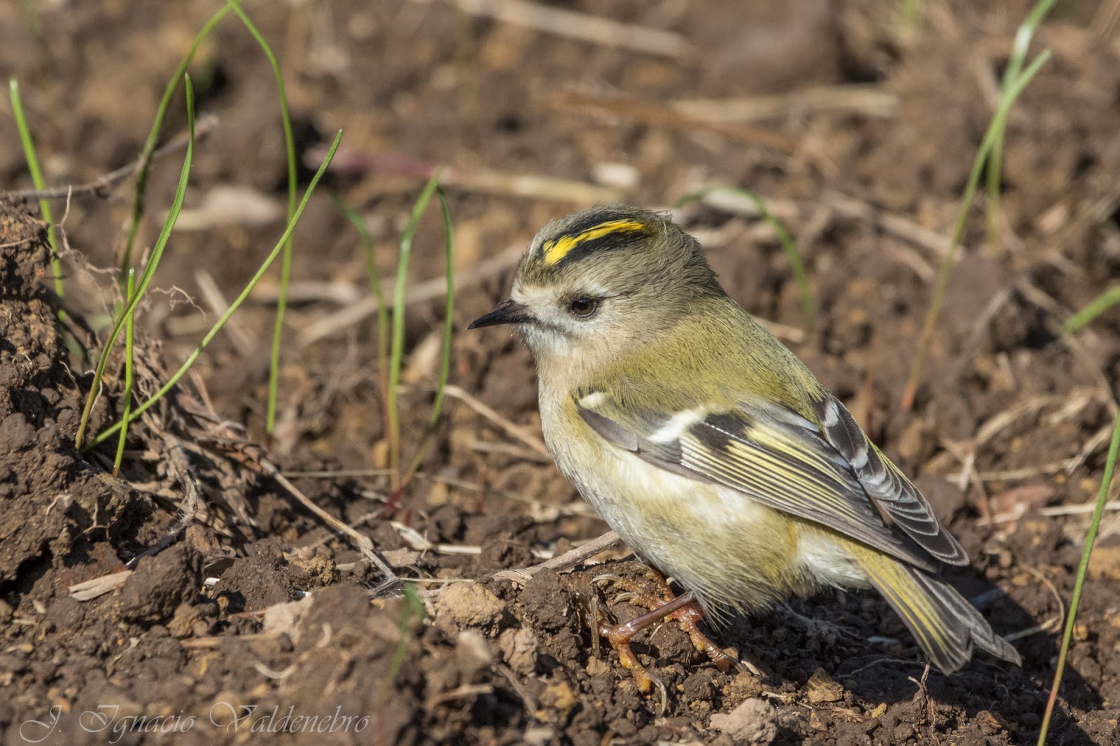 DocNatureBlog: El pájaro más pequeño de Europa. Reyezuelo sencillo ...