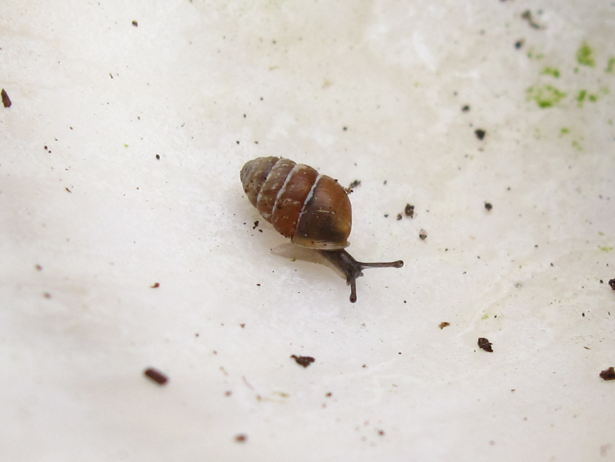 BugBlog: Tiny snails on cockle shells