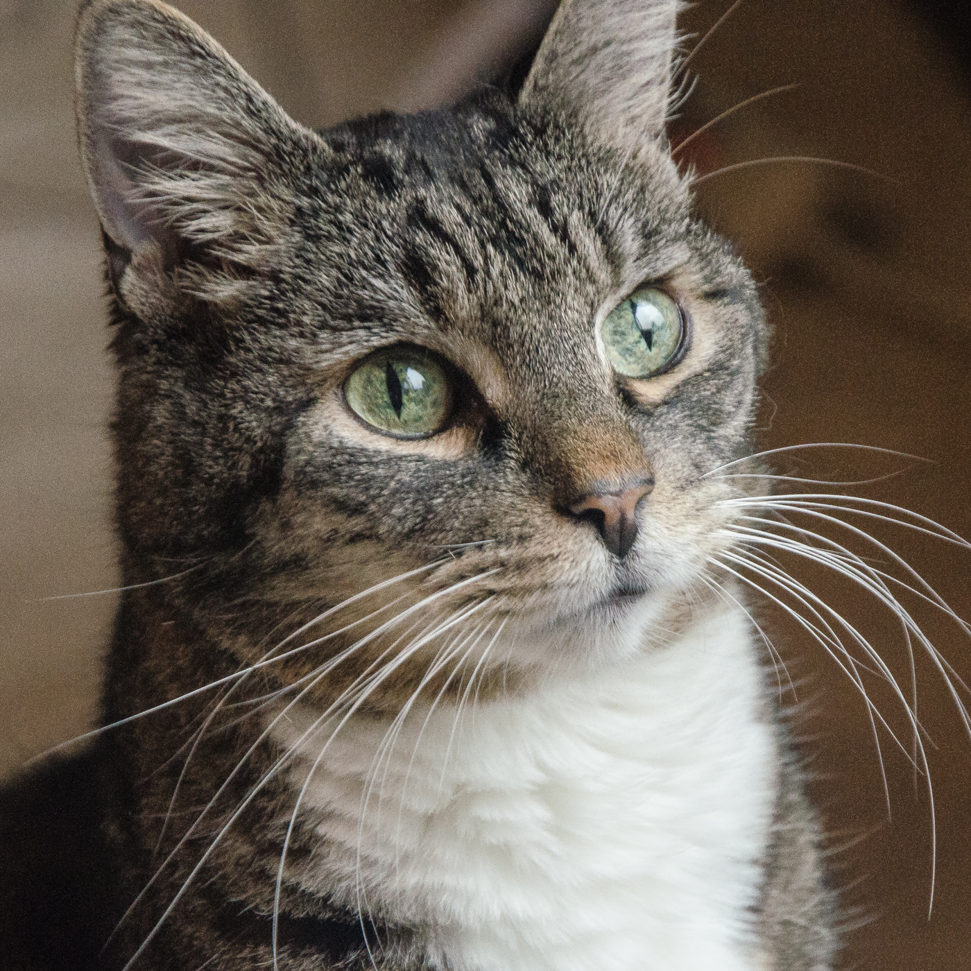 Pacific Northwest Photography: Cats