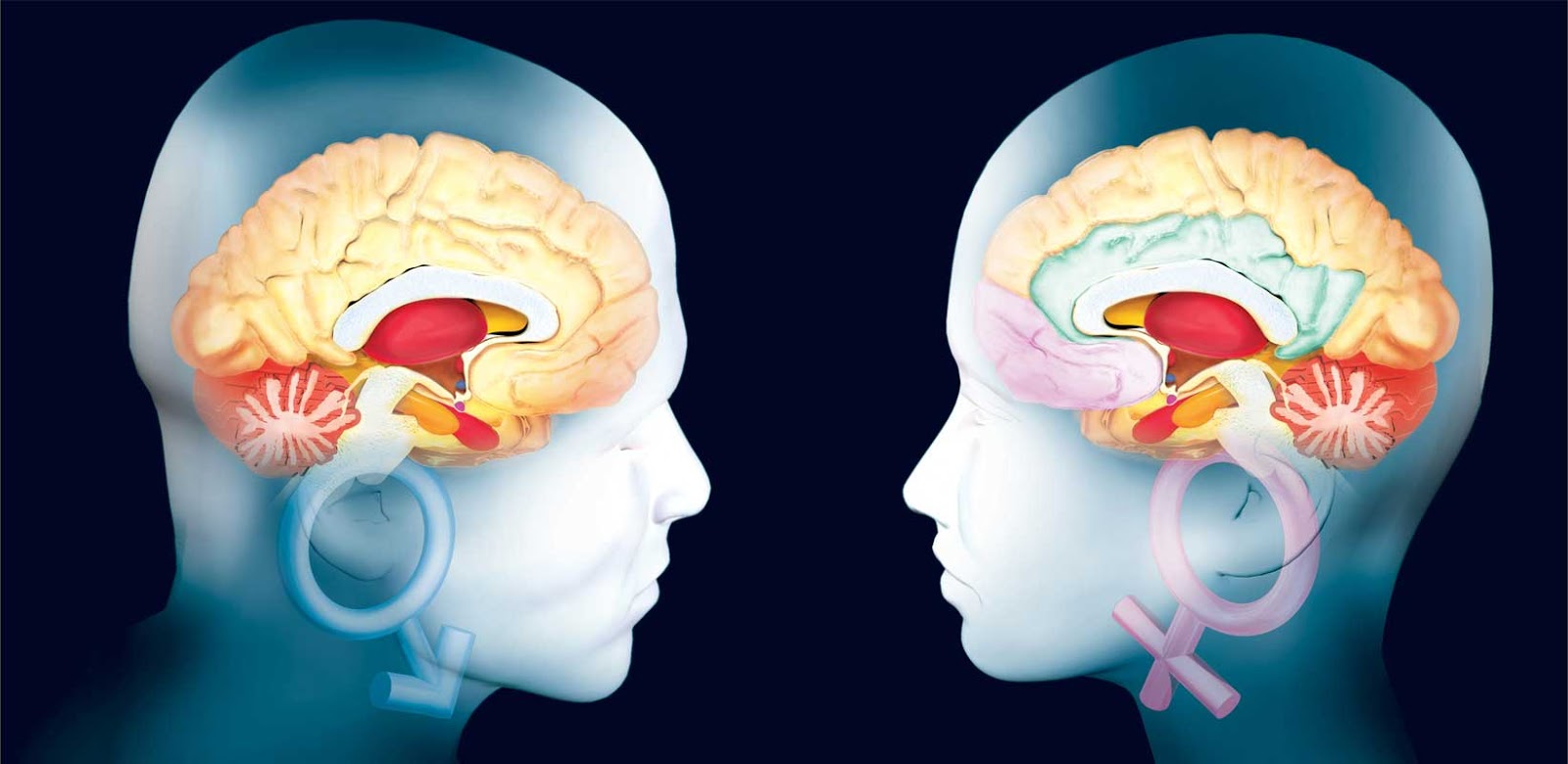 Los Ingredientes De La Vida Nuestro Cerebro Tiene Sexo