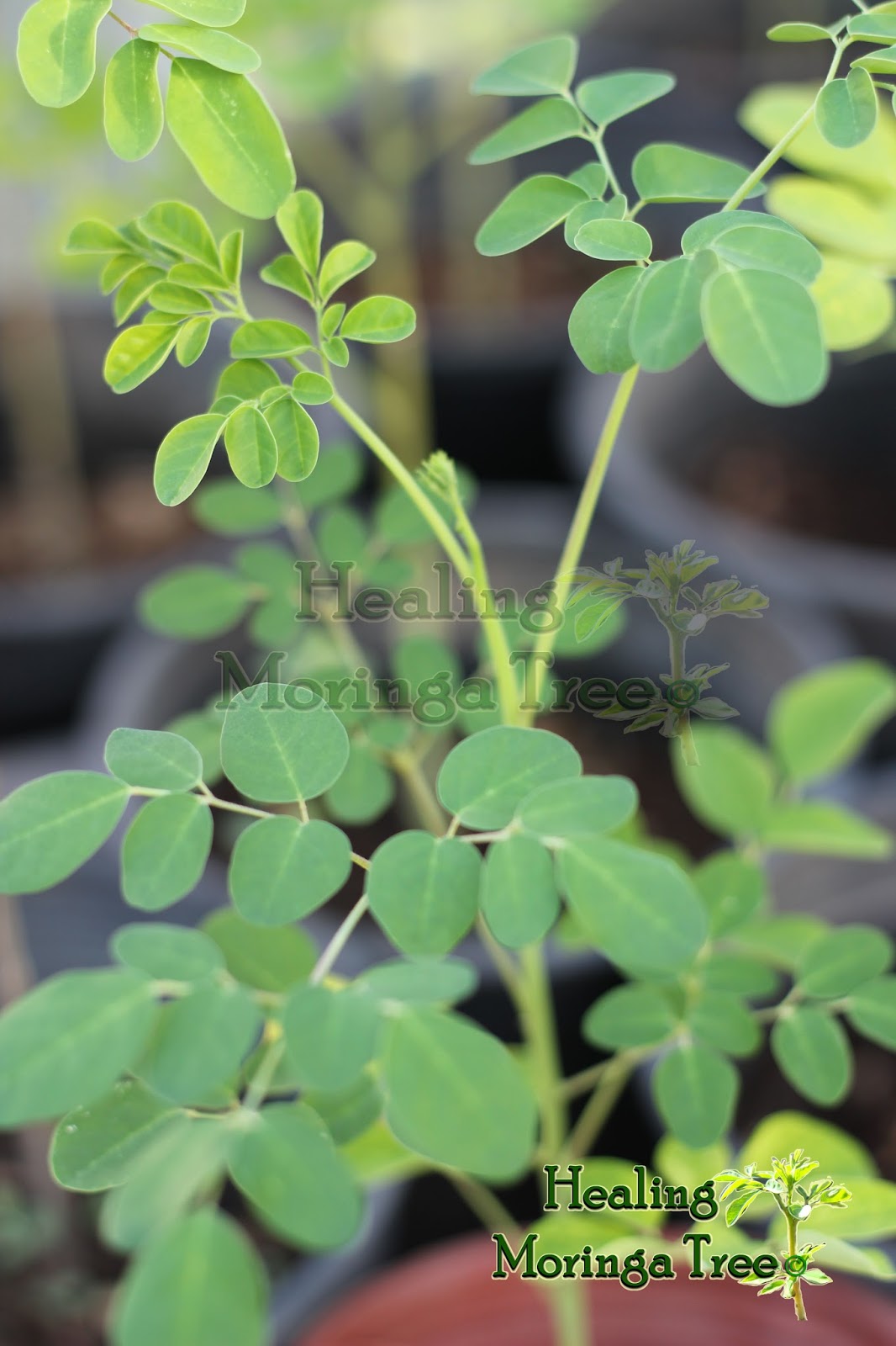 Organic Moringa Trees, Tree of LIFE, Inland empire CA