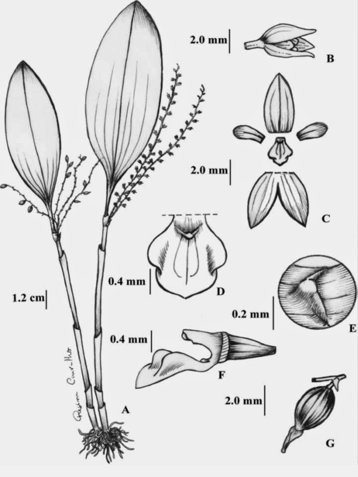Orquídeas do Brasil: Stelis duckei - Micro orquídea endêmica do Ceará