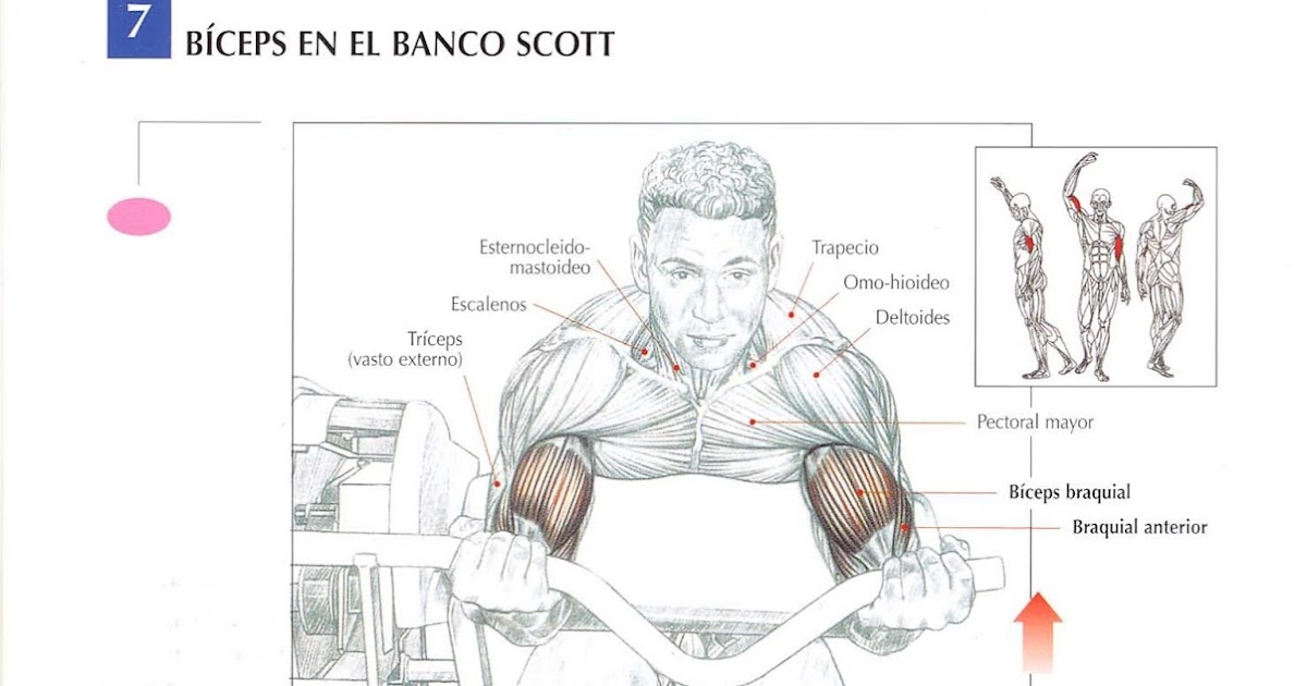 Ejercítate 365: BÍCEPS EN EL BANCO SCOTT HOMBRE