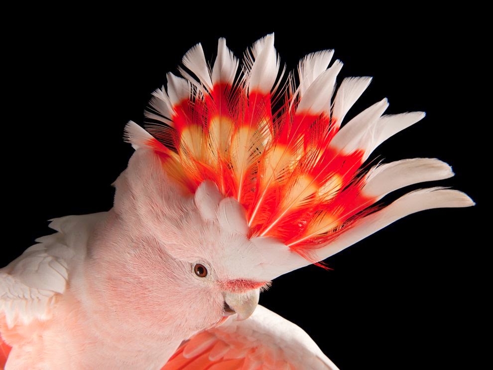 MyPhotoPics: Pink Cockatoo