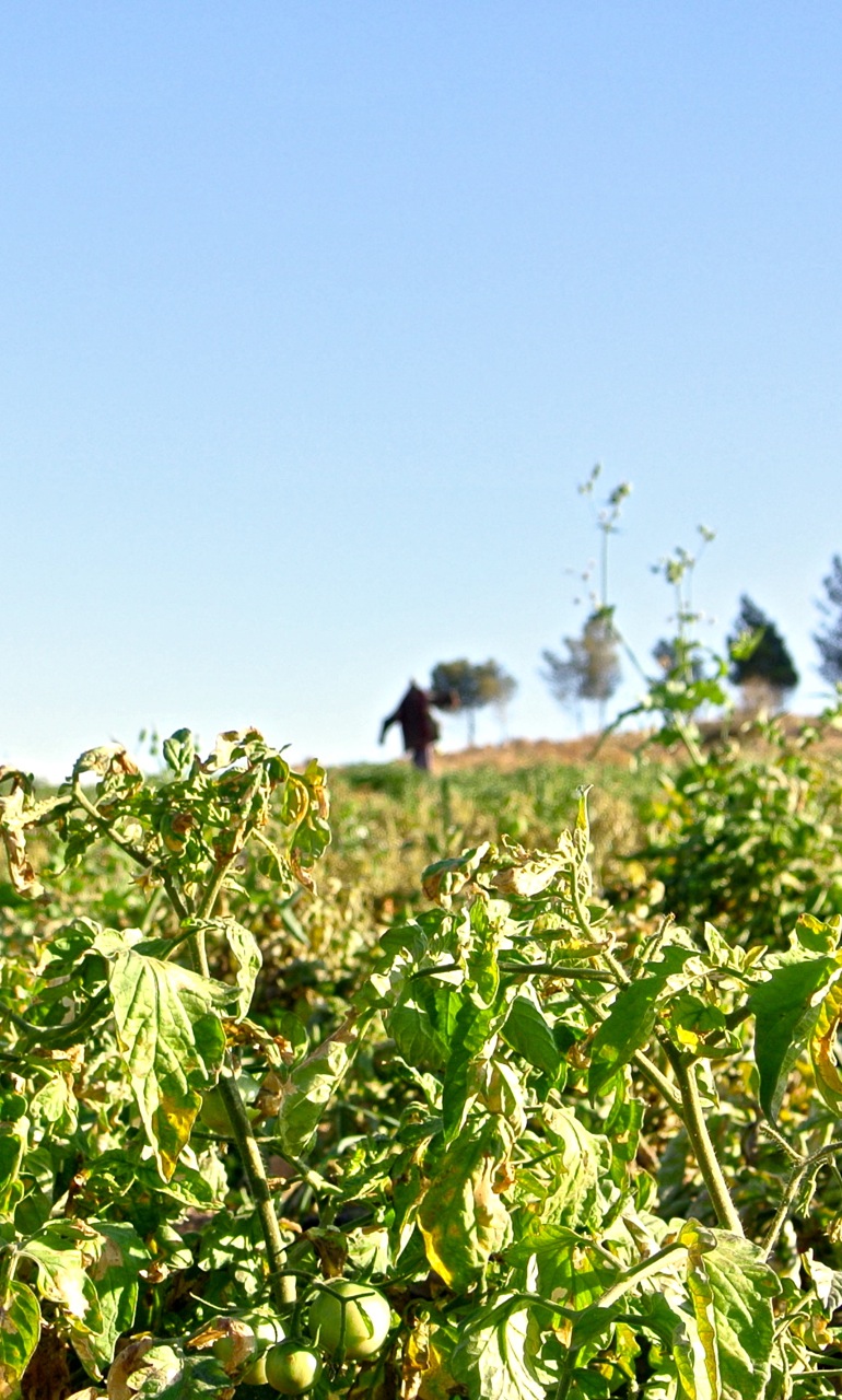 The Highway Farm: A Lost Foodtale From Jordan | HuffPost Life